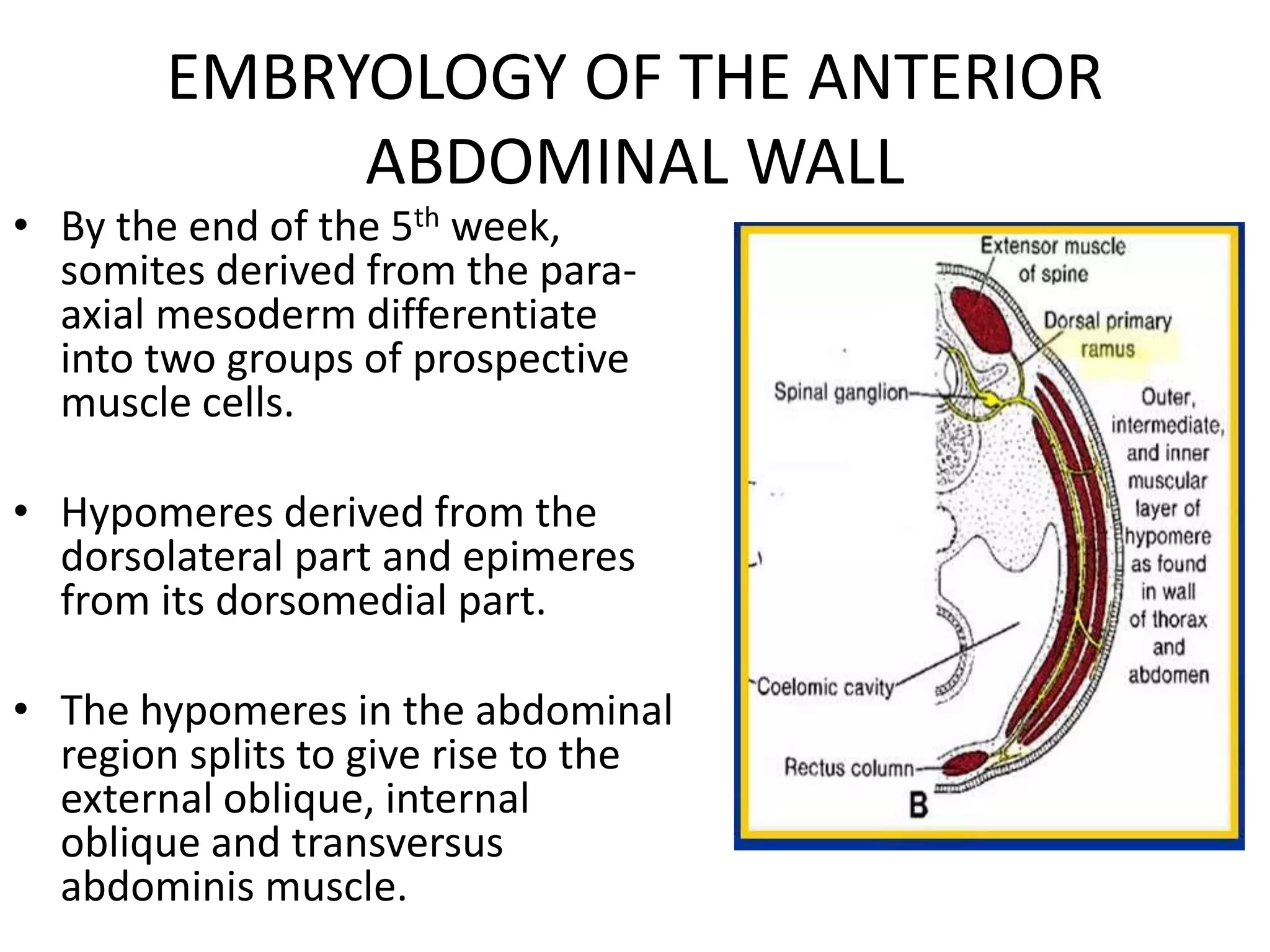 Week 2 Anatomy Anterior Abdominal Wall At University Of