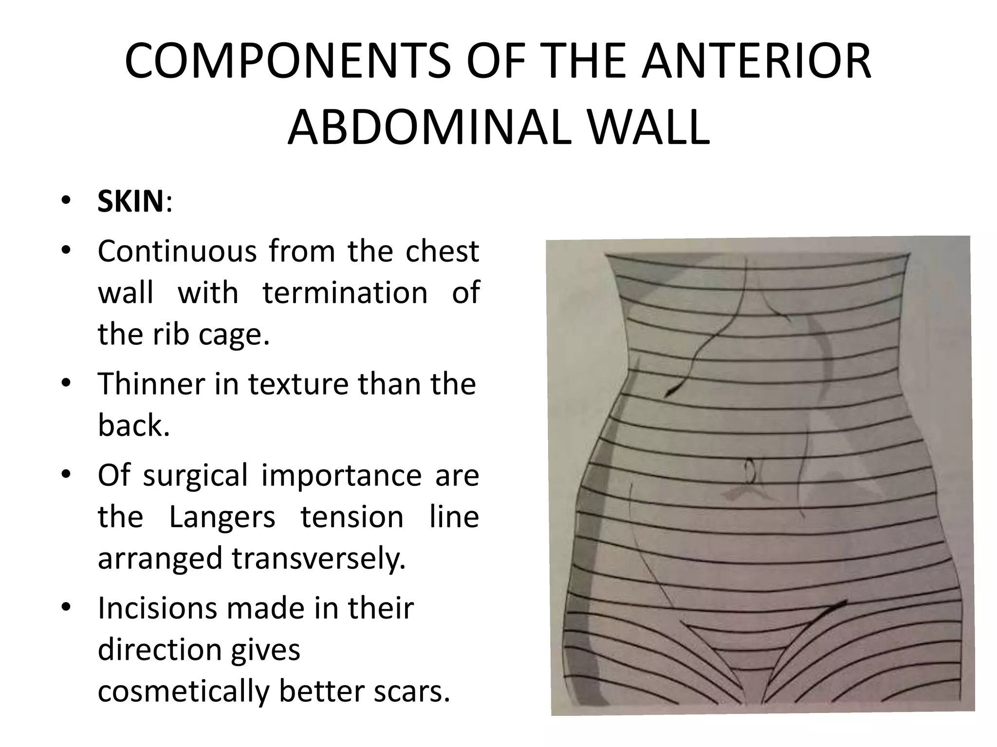 Anatomy of the anterior abdominal wall and incisions | PPTX