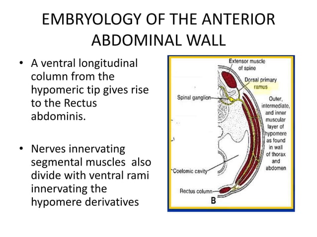 Anatomy of the anterior abdominal wall and incisions | PPT