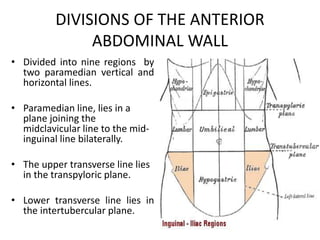 Anatomy of the anterior abdominal wall and incisions | PPTX