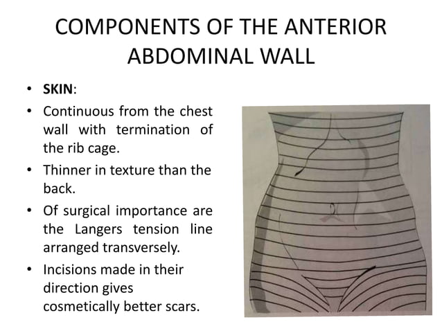 Anatomy of the anterior abdominal wall and incisions | PPTX | Death ...