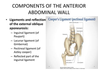Anatomy of the anterior abdominal wall and incisions | PPT