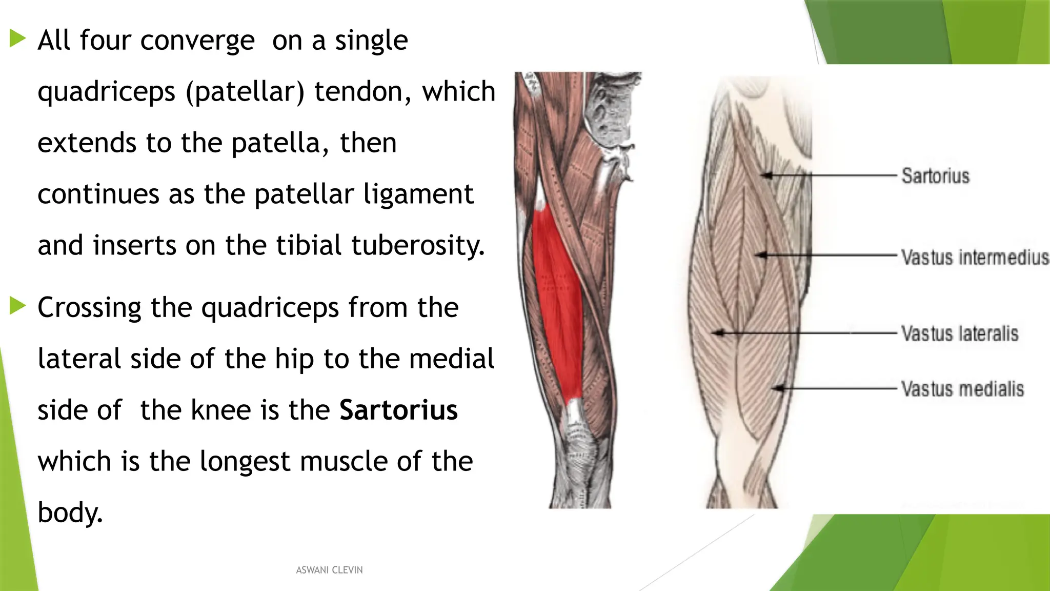 anatomy of the Anterior compartment of the thigh | PPTX