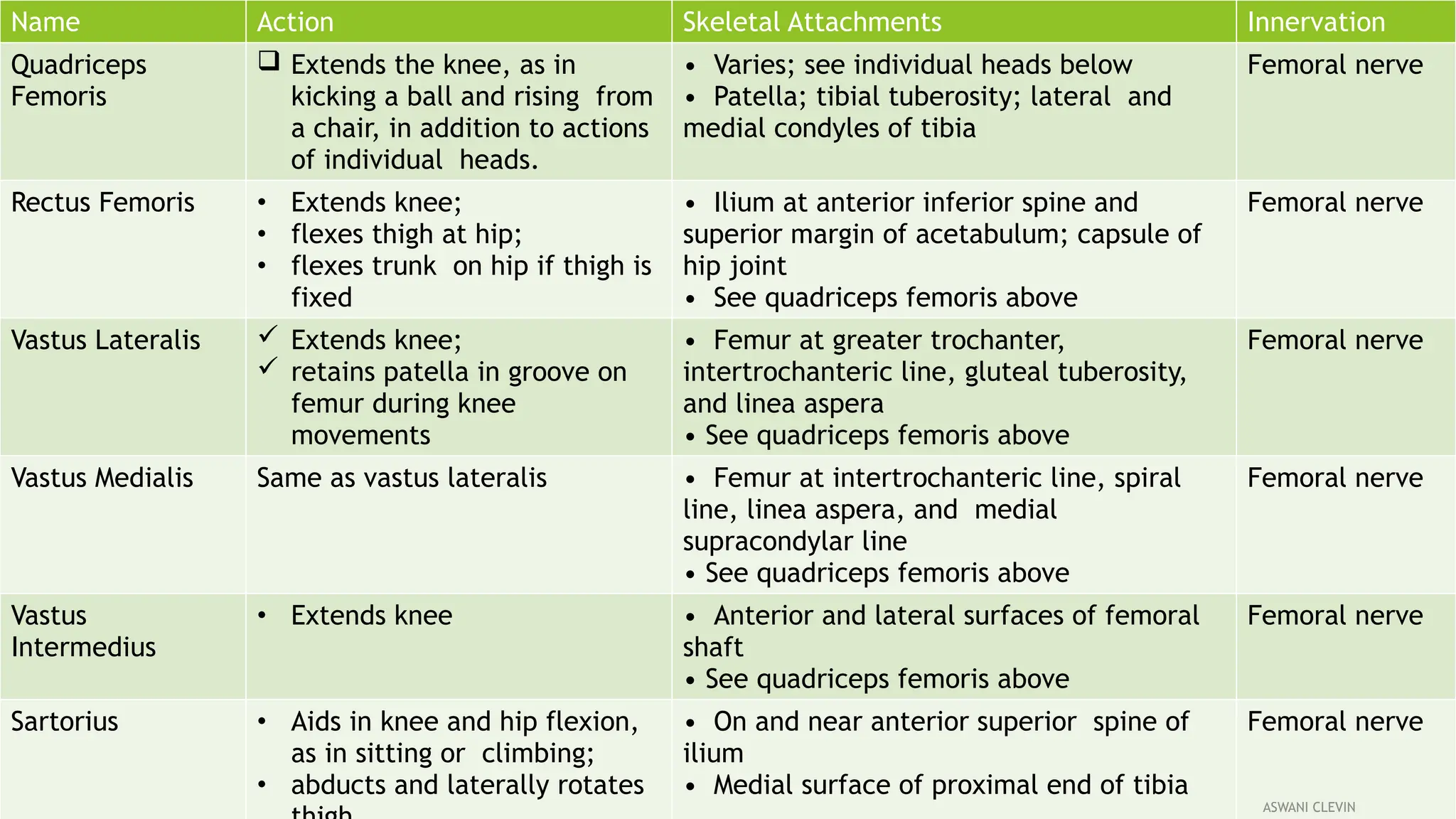 anatomy of the Anterior compartment of the thigh | PPTX