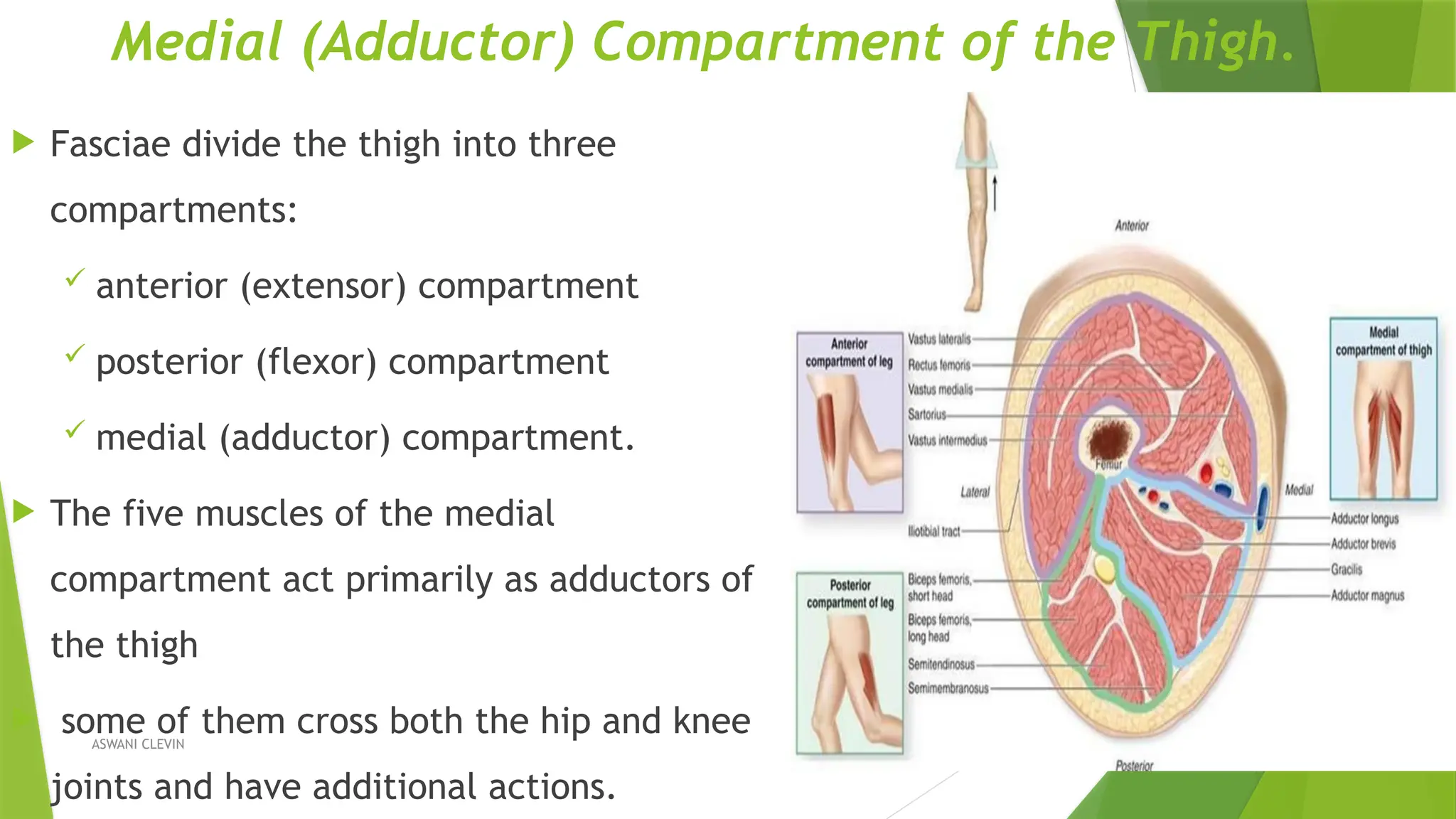 anatomy of the Anterior compartment of the thigh | PPTX