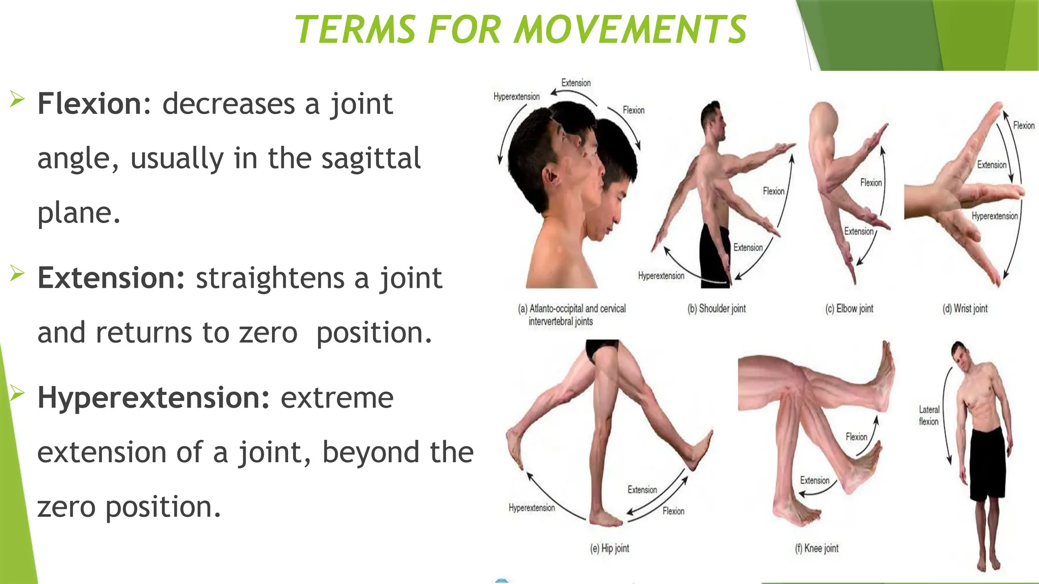 anatomy of the Anterior compartment of the thigh | PPTX