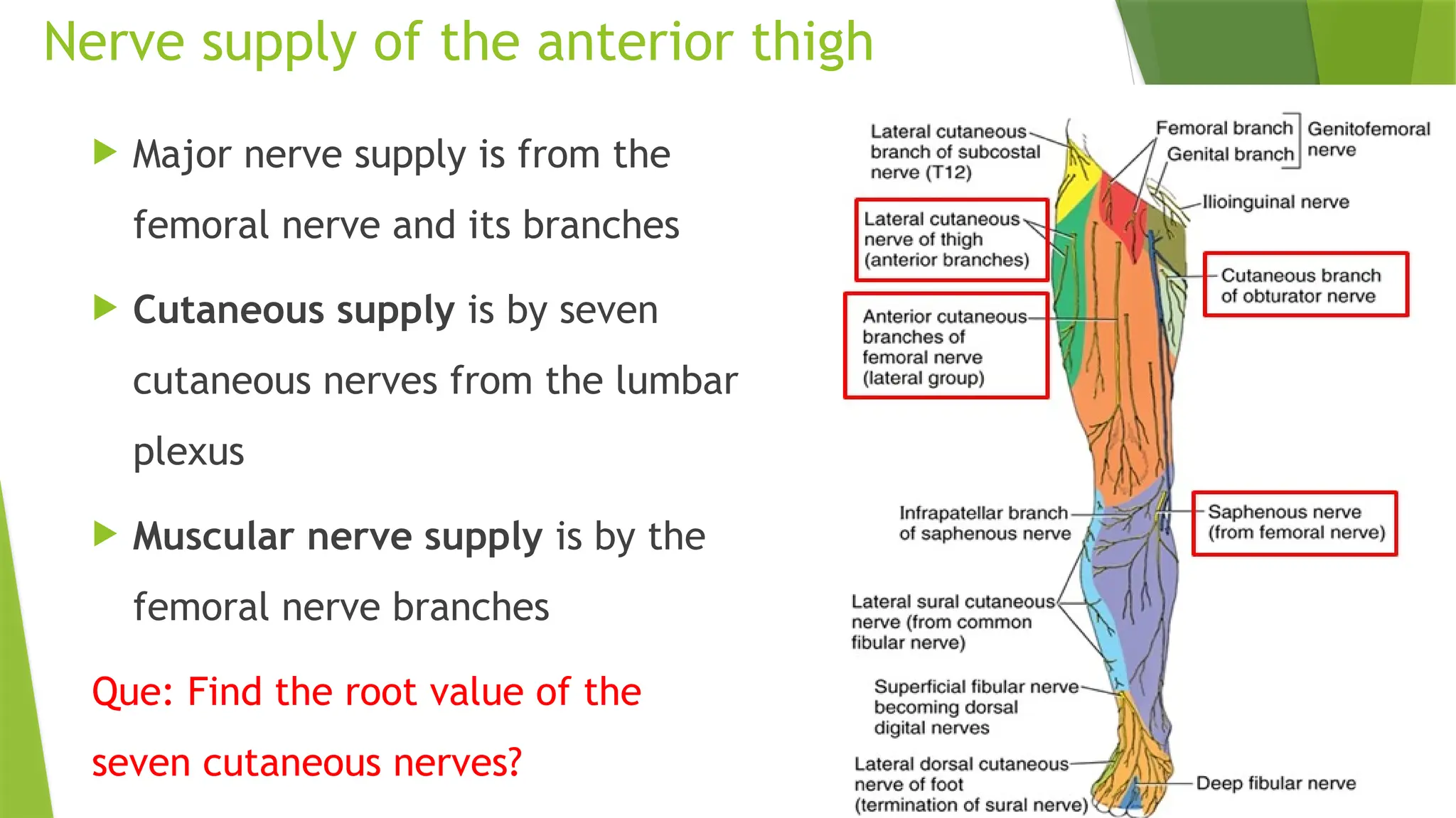anatomy of the Anterior compartment of the thigh | PPTX