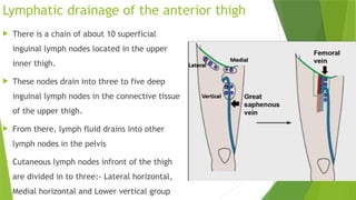 anatomy of the Anterior compartment of the thigh | PPTX