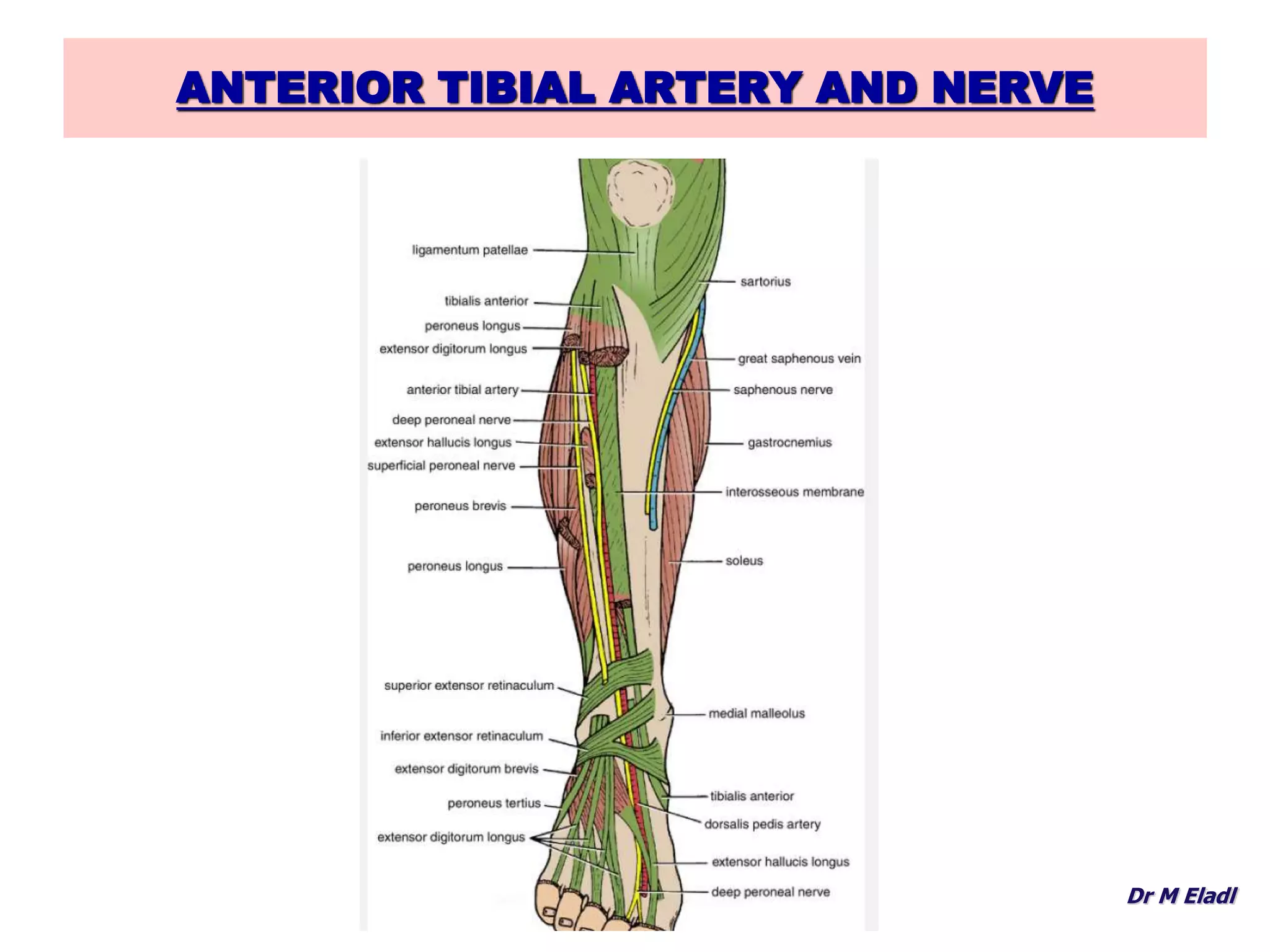 Anatomy of the anterior & lateral compartments of the leg | PPTX