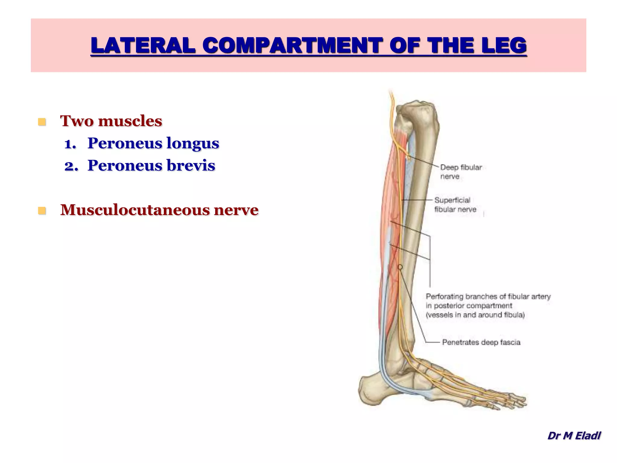 Anatomy of the anterior & lateral compartments of the leg | PPTX