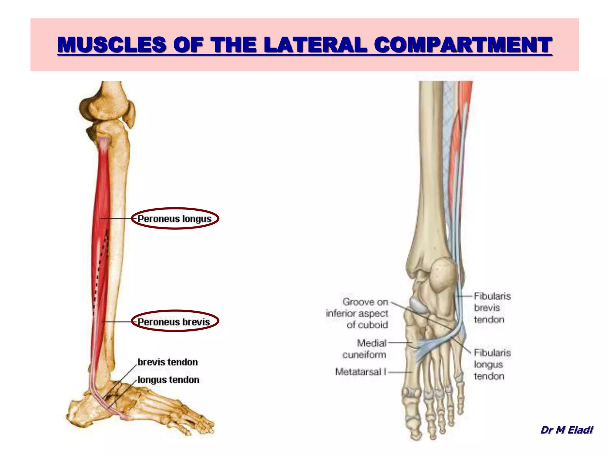 Anatomy of the anterior & lateral compartments of the leg | PPTX