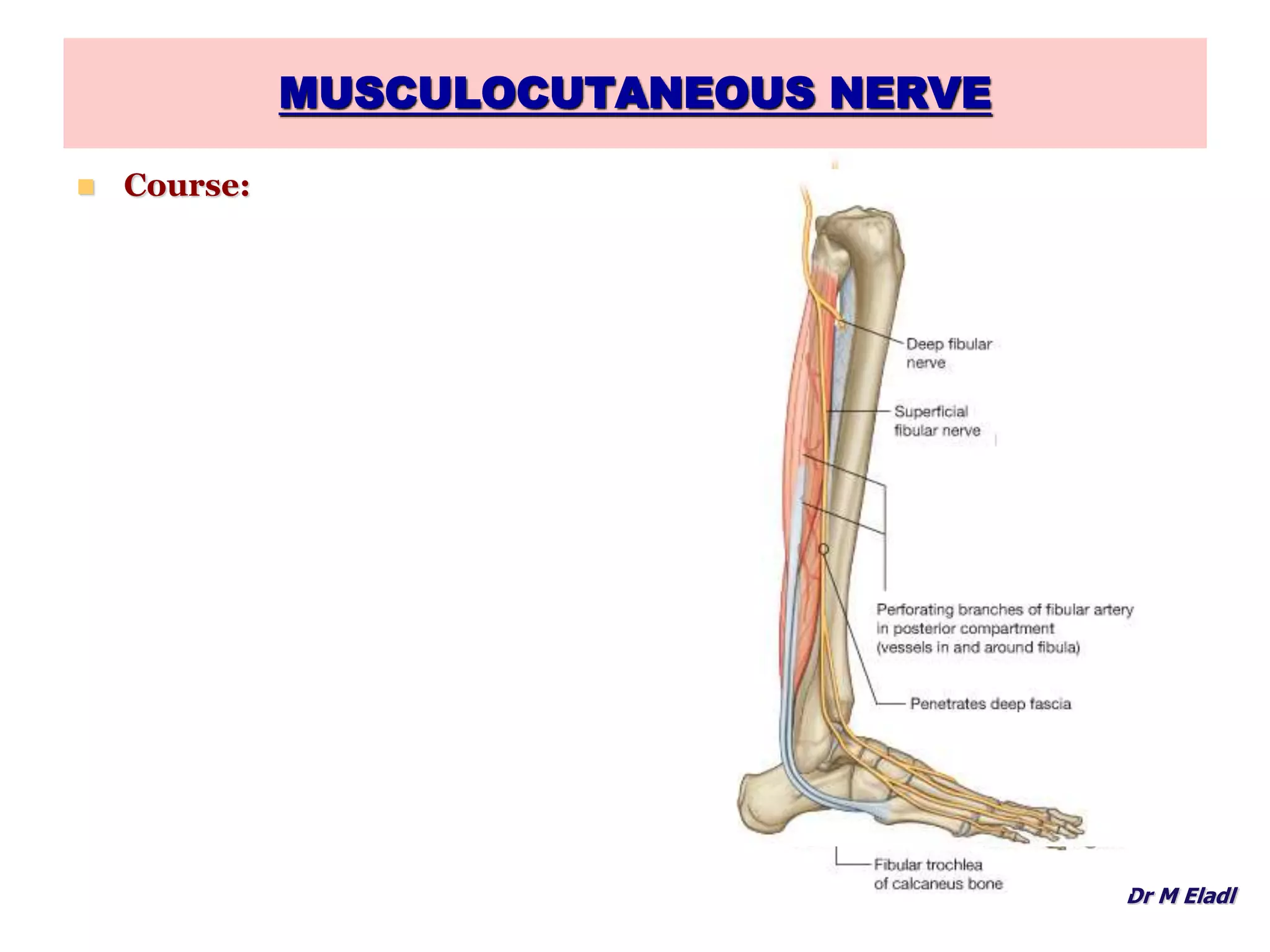 Anatomy of the anterior & lateral compartments of the leg | PPTX