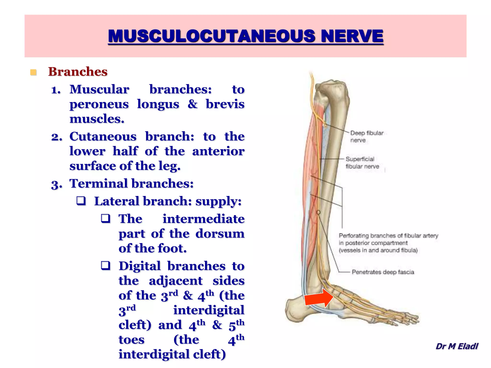 Anatomy of the anterior & lateral compartments of the leg | PPTX