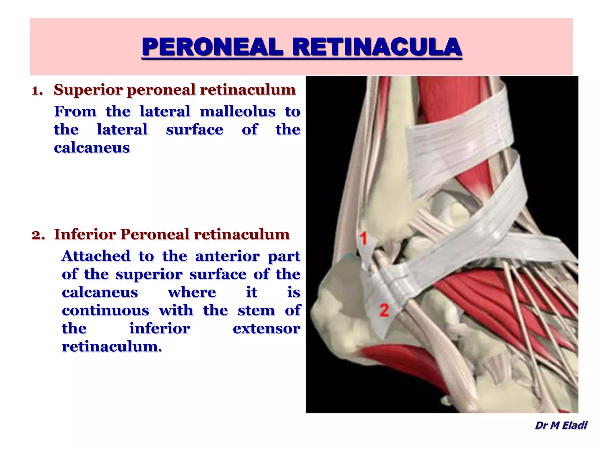Anatomy of the anterior & lateral compartments of the leg | PPTX