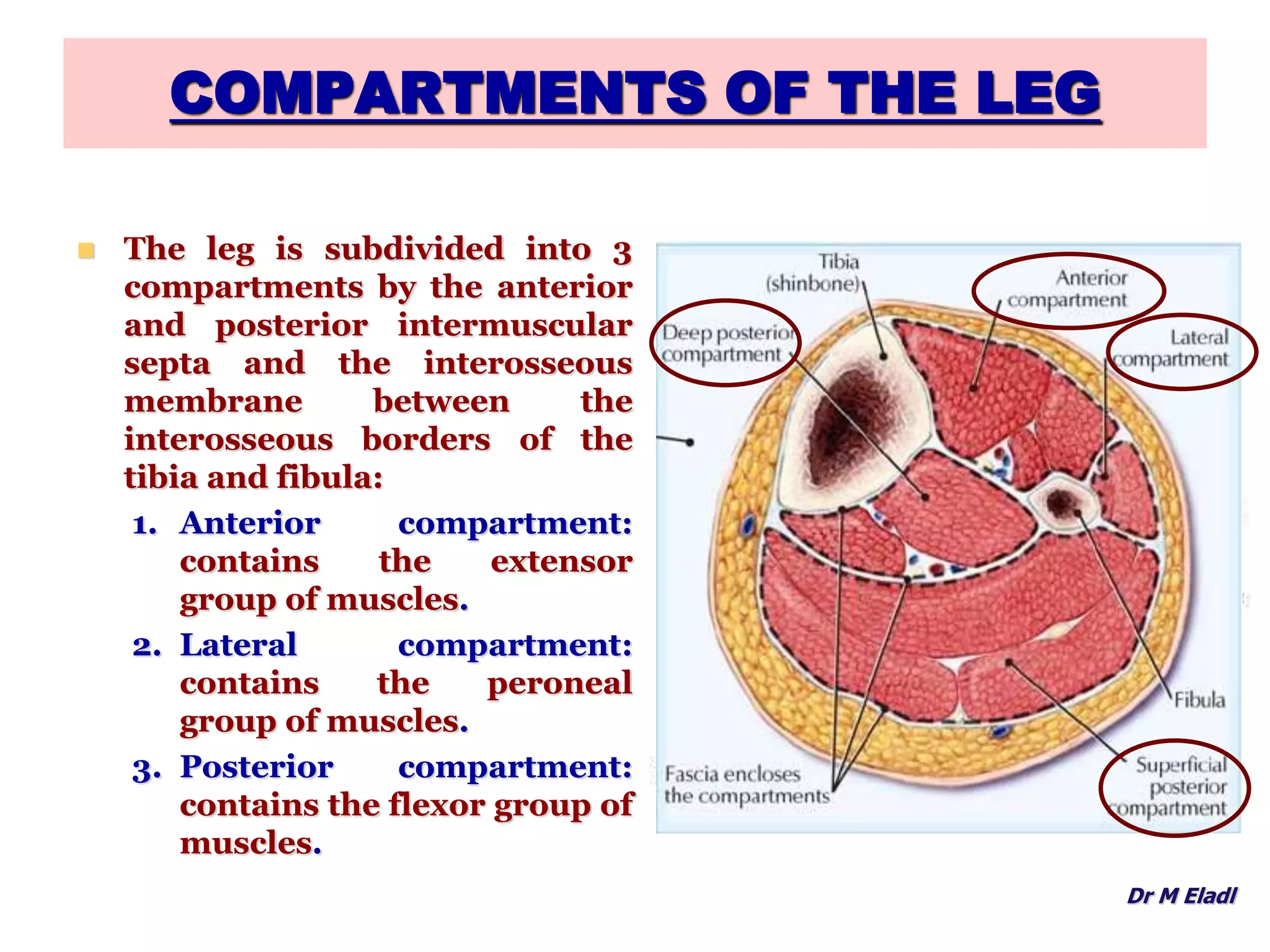 Anatomy of the anterior & lateral compartments of the leg | PPTX