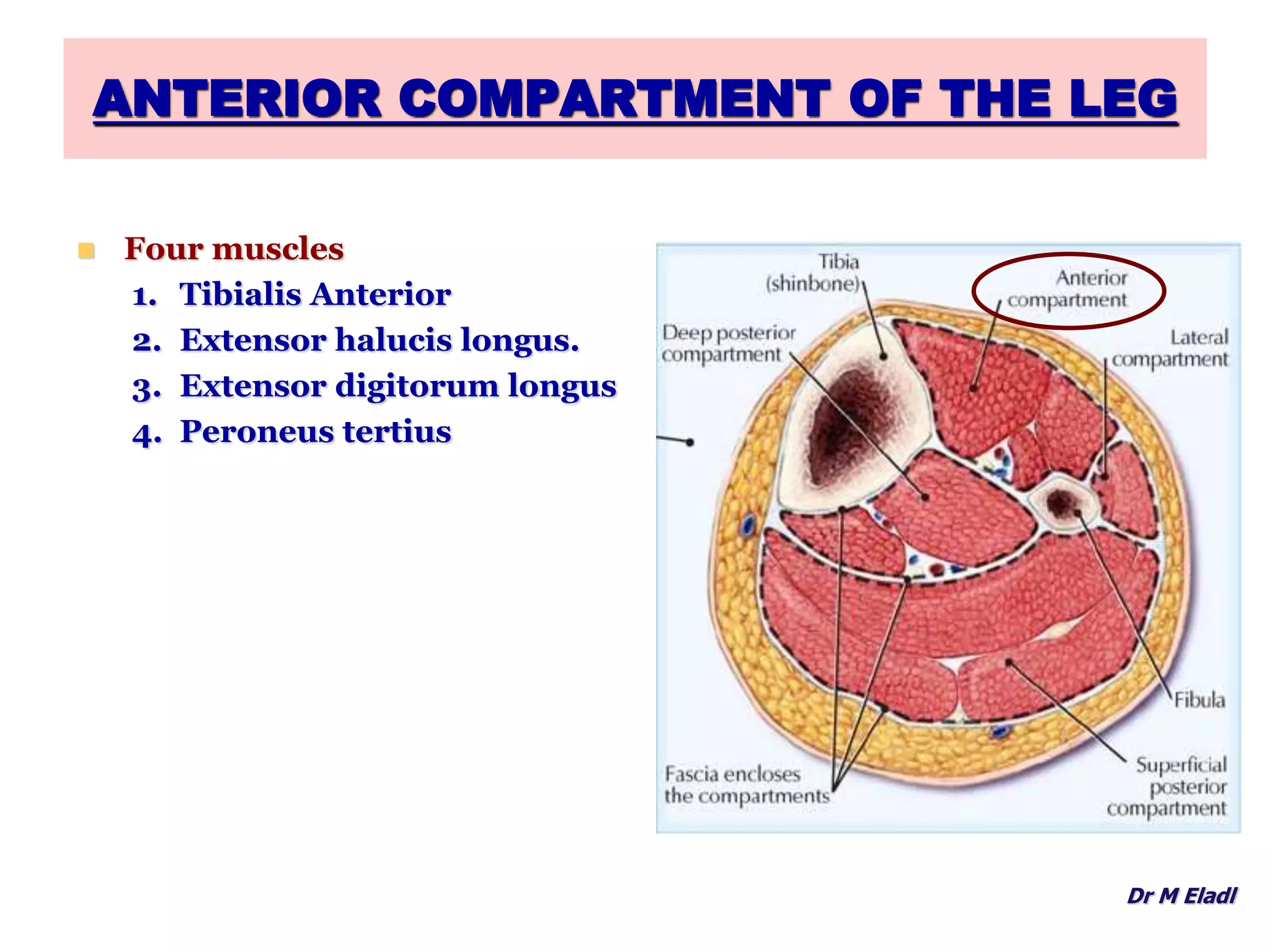 Anatomy of the anterior & lateral compartments of the leg | PPTX
