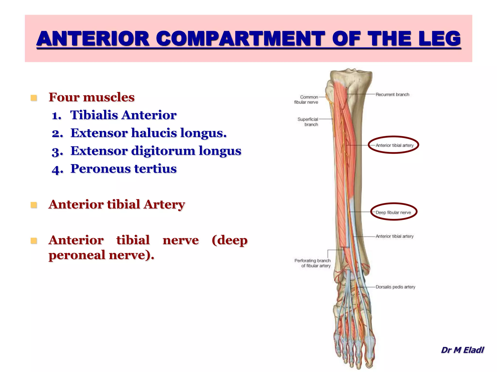 Anatomy of the anterior & lateral compartments of the leg | PPTX