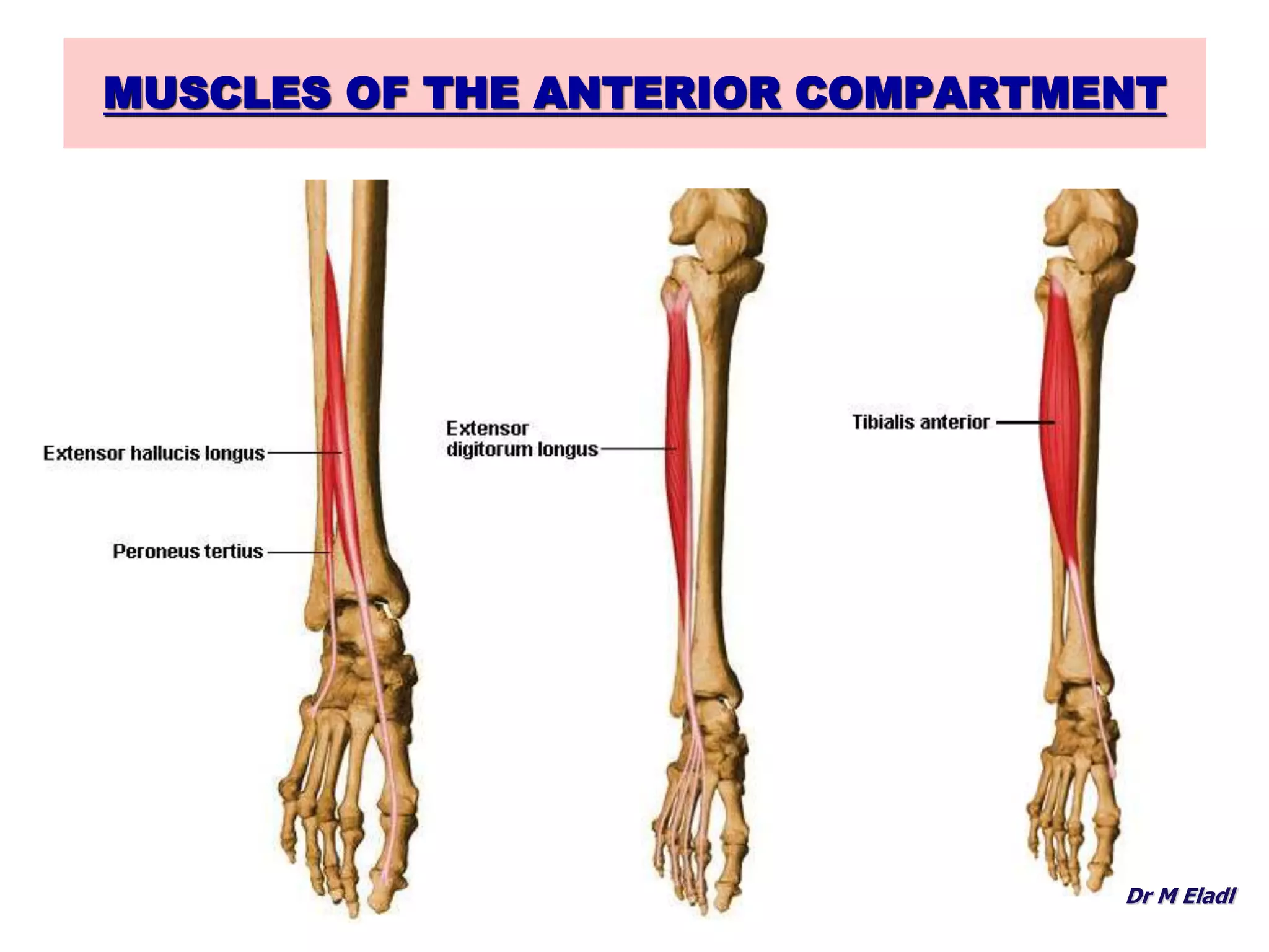 Anatomy of the anterior & lateral compartments of the leg | PPTX