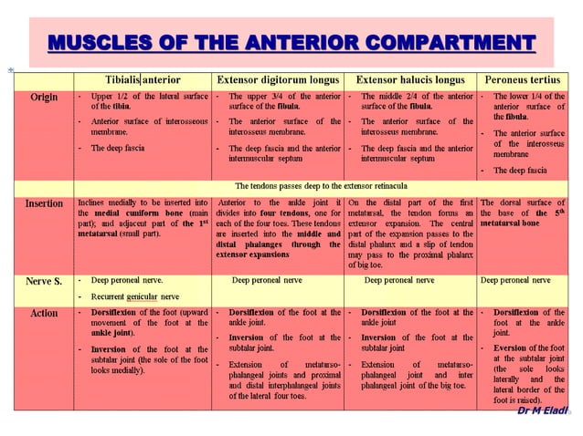 Anatomy of the anterior & lateral compartments of the leg | PPTX