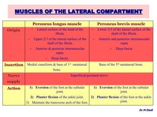 Anatomy of the anterior & lateral compartments of the leg | PPTX