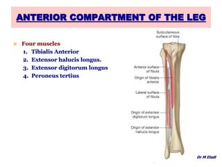 Anatomy of the anterior & lateral compartments of the leg | PPTX