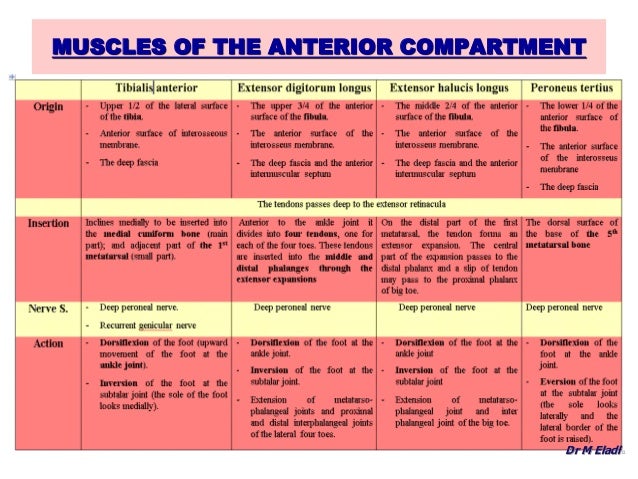 Compartments of leg and movements - miloshelf