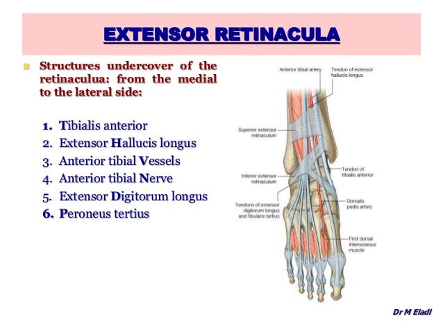 Anatomy of the anterior & lateral compartments of the leg