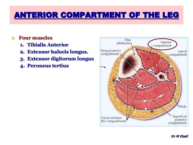 Anatomy of the anterior & lateral compartments of the leg