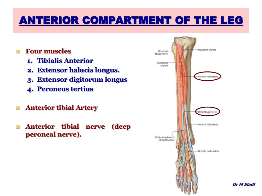 Anatomy of the anterior & lateral compartments of the leg