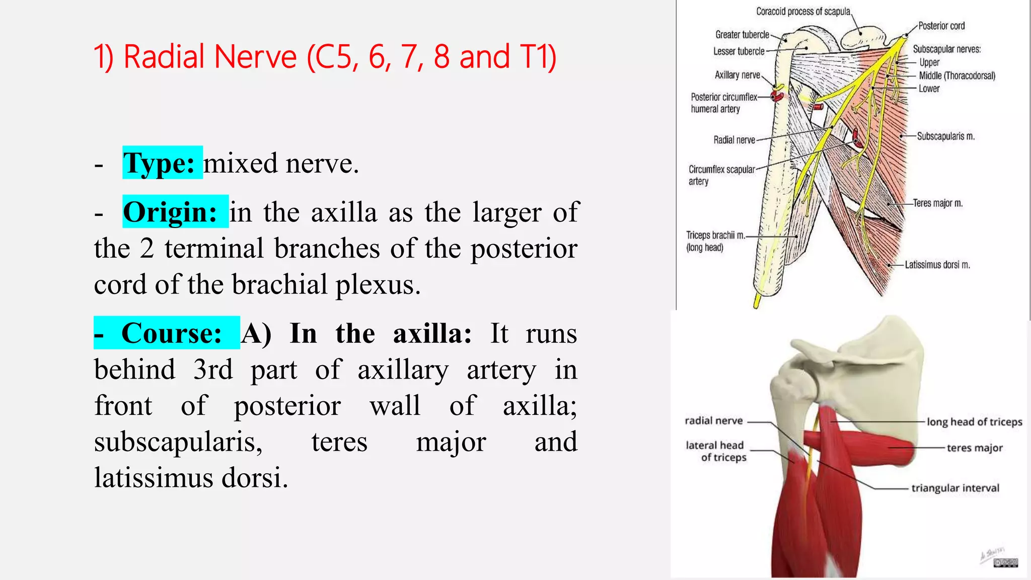 anatomy of the arm.pptx