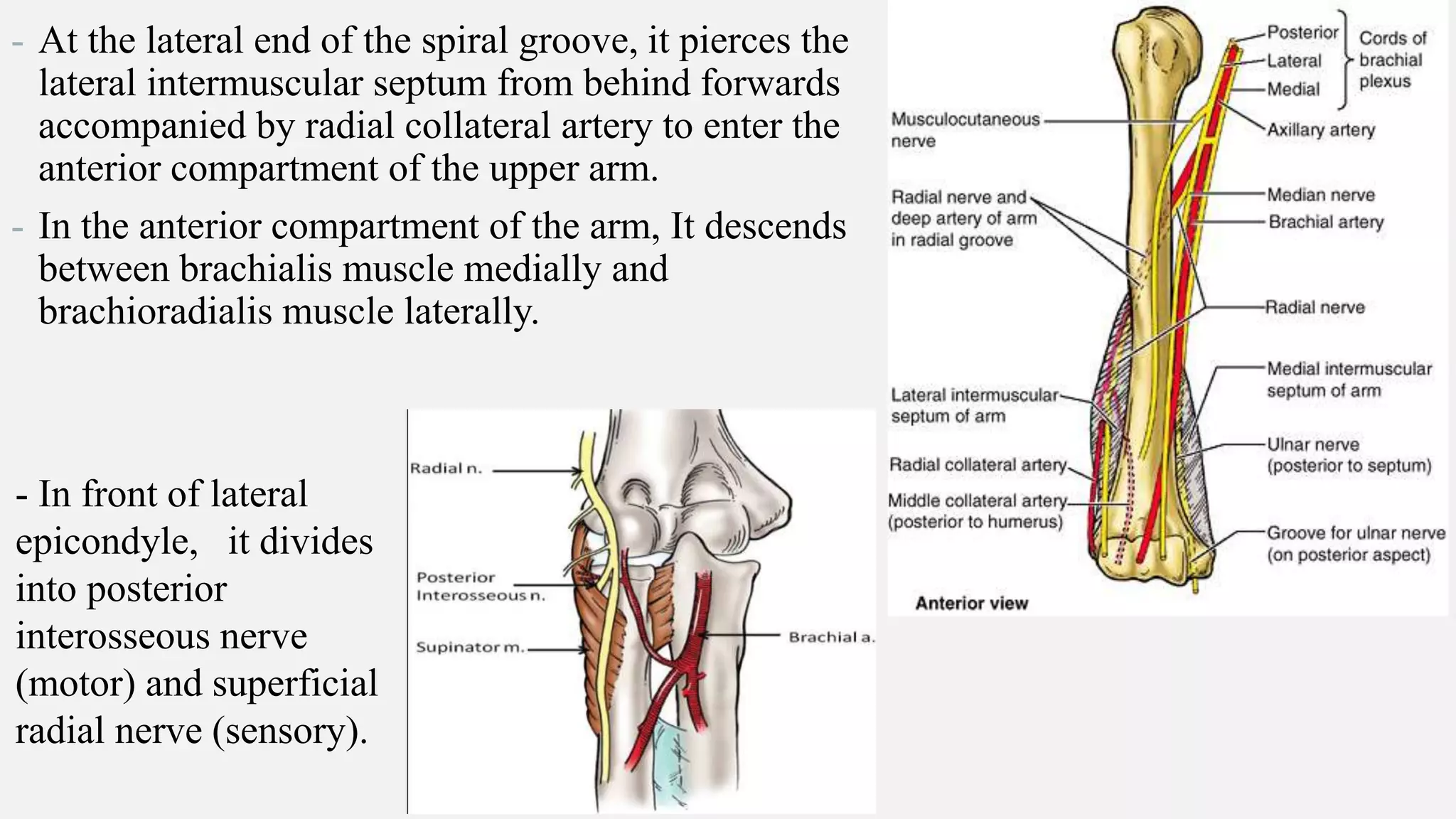 anatomy of the arm.pptx
