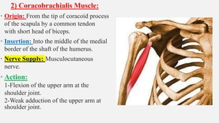 anatomy of the arm.pptx