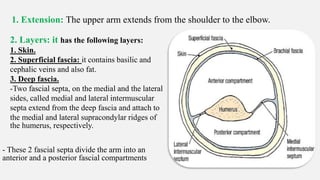 anatomy of the arm.pptx