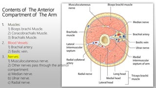 anatomy of the arm.pptx