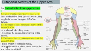 anatomy of the arm.pptx