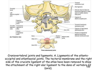 Anatomy Of The Back Ppt