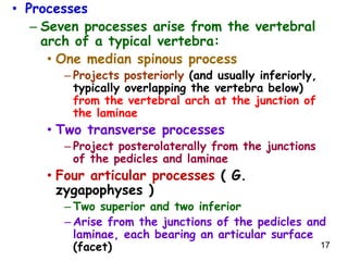 Anatomy of the Back.ppt