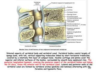 Anatomy of the Back.ppt