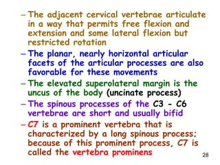 Anatomy of the Back.ppt