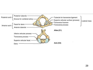 Anatomy of the Back.ppt