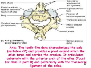 Anatomy of the Back.ppt