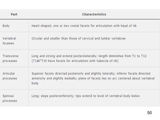 Anatomy of the Back.ppt