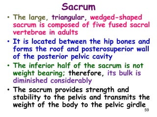 Anatomy of the Back.ppt