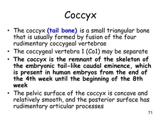 Anatomy of the Back.ppt