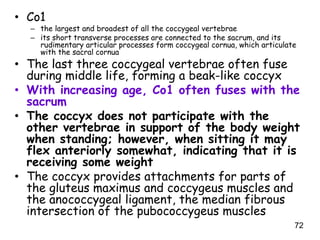 Anatomy of the Back.ppt