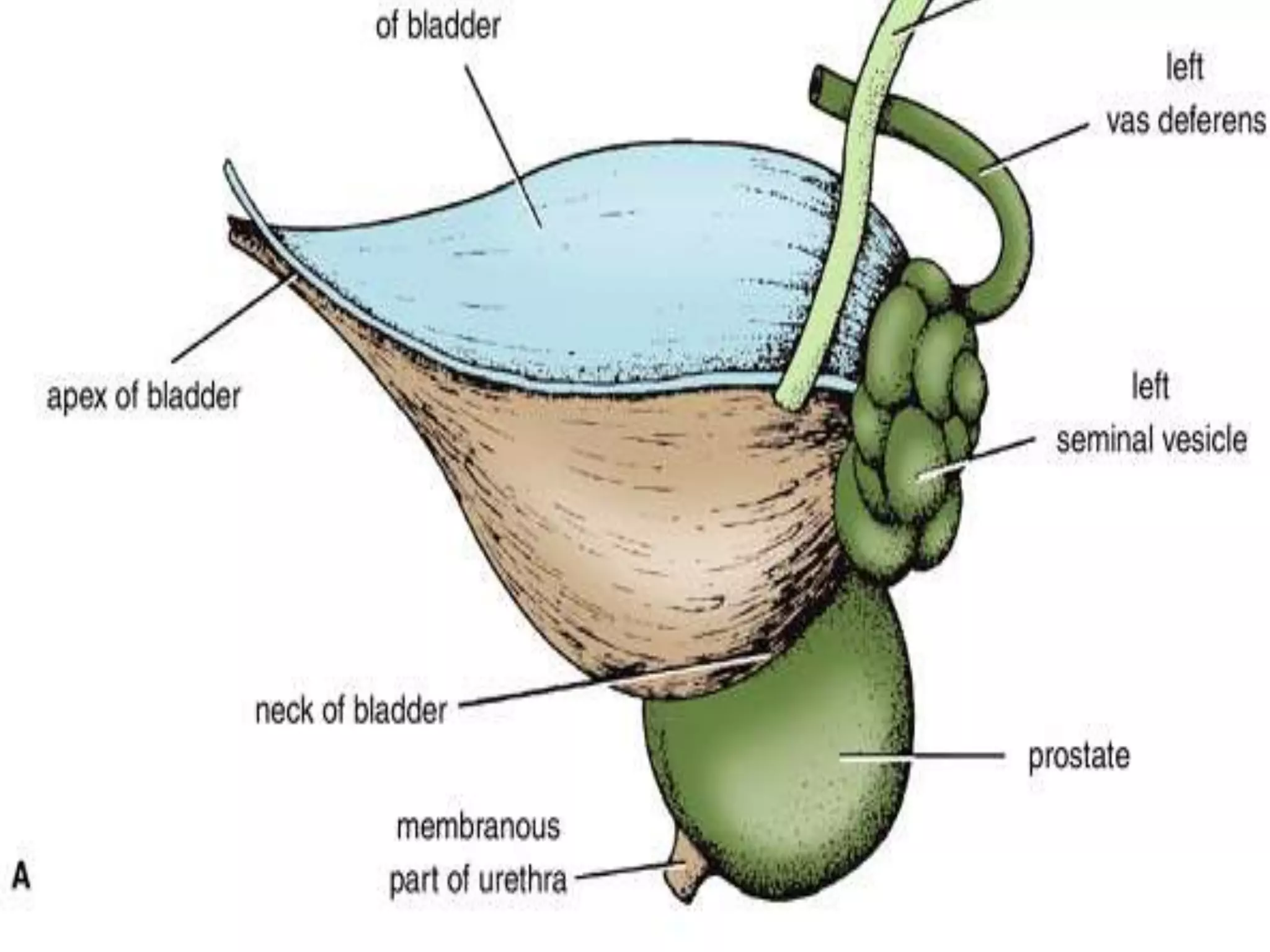 anatomy of the bladder.ppt