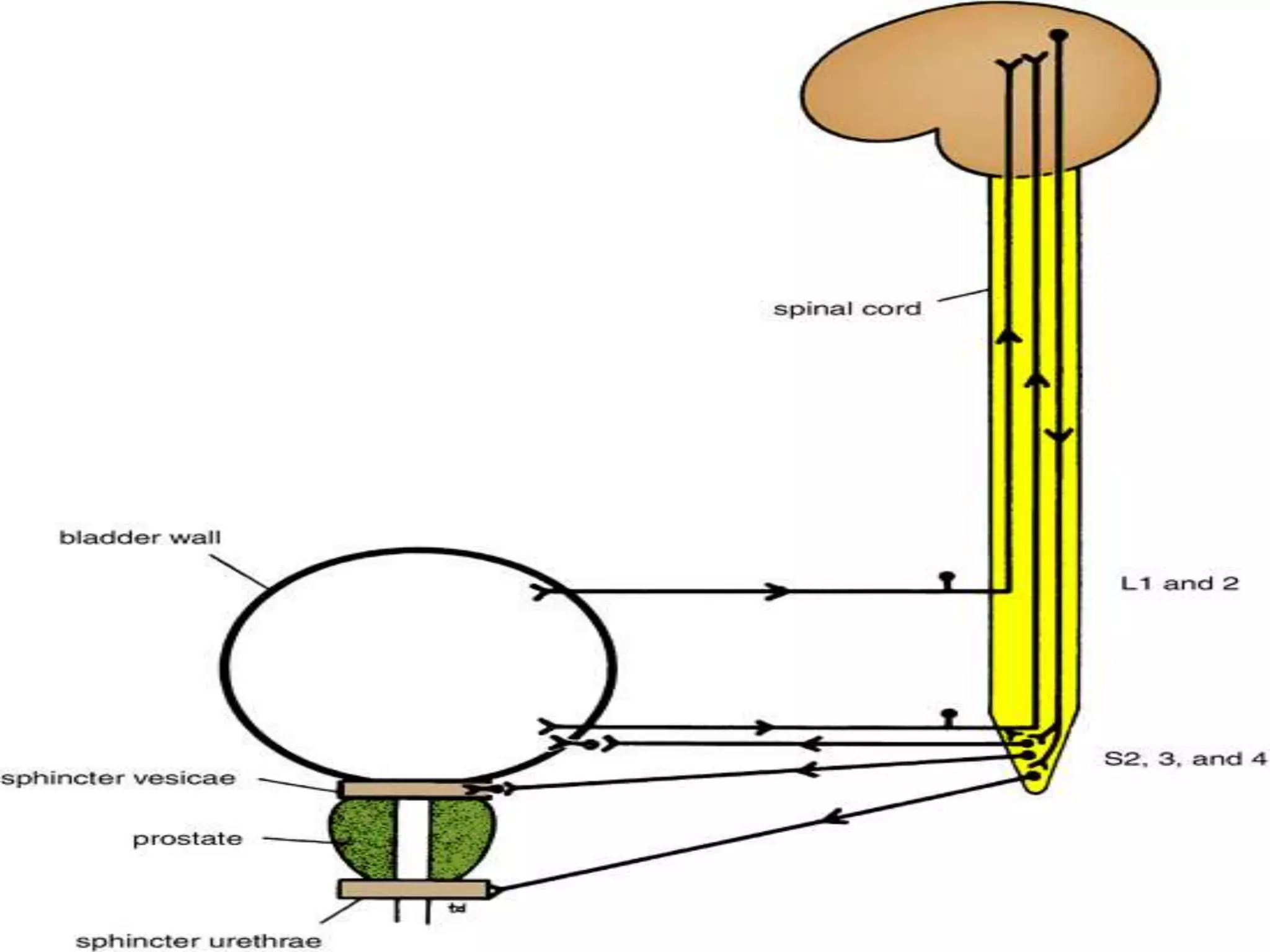 anatomy of the bladder.ppt