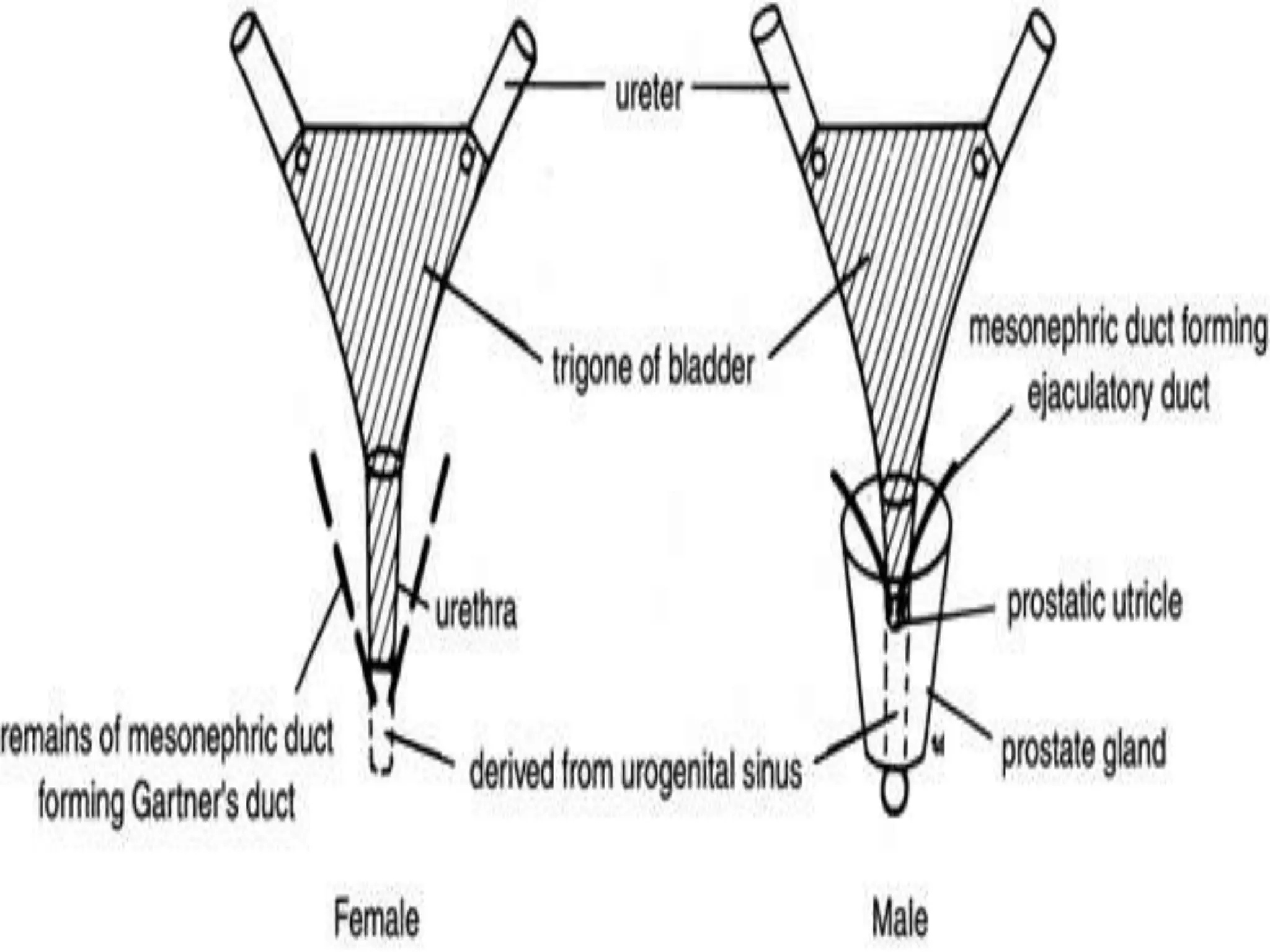 anatomy of the bladder.ppt