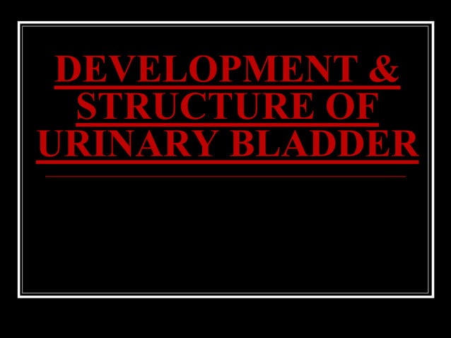 anatomy of the bladder.ppt | Pregnancy | Reproductive Health