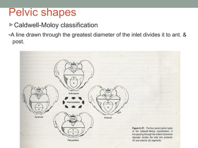 Anatomy of the Bony Pelvis: A Study In Android Structure | PPT